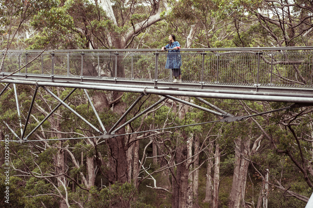 figure in blue stands high up in tall tree forrest on tree top walk ...