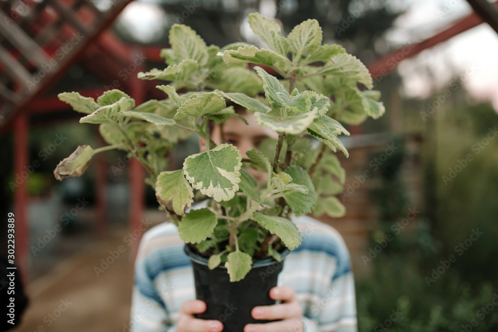 Teen boy peeking through landscape plant in front of face at nursery ...