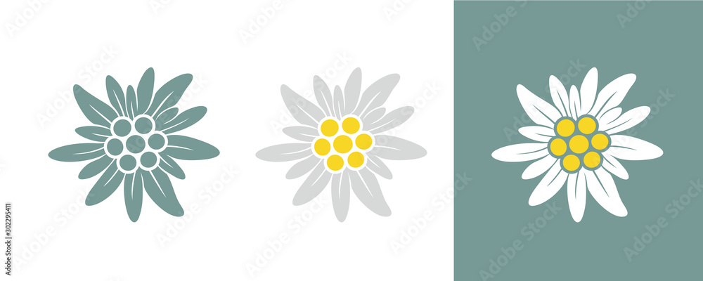 Edelweiss logo. Isolated edelweiss on white background Stock Vector ...