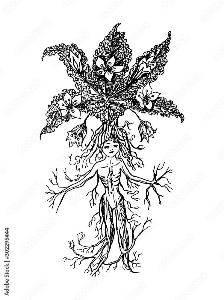 Mythical mandrake plant in vintage style. Fantasy magic flower ...