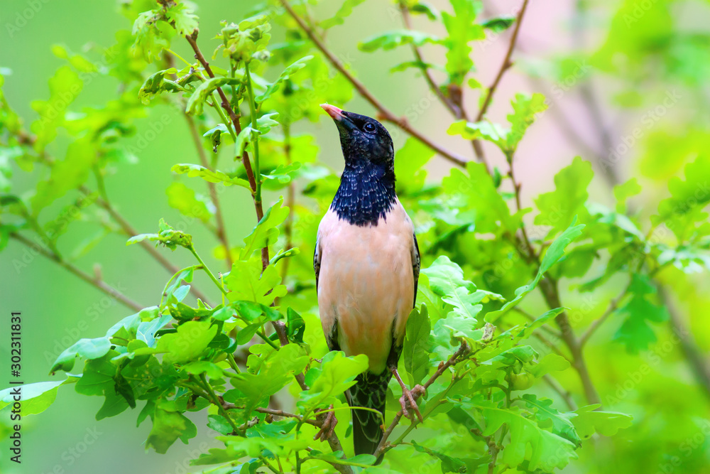 Starling bird. Rosy Starling. Pastor roseus. Green nature background ...
