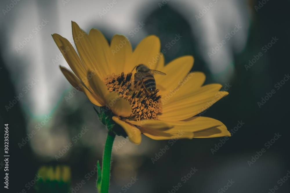 Abeja polem Stock Photo | Adobe Stock