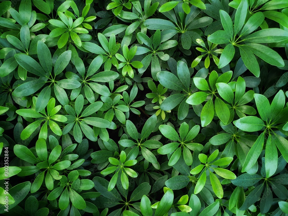 Umbrella Tree, Octopus tree , Schefflera arboricola (Hayata )cv ...