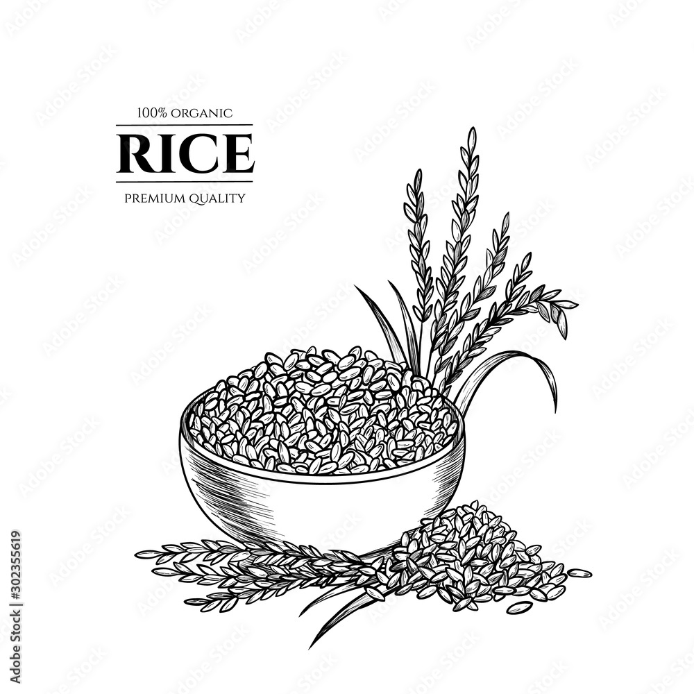 Vector rice hand drawn sketch . Sketch vector illustration. Vintage ...