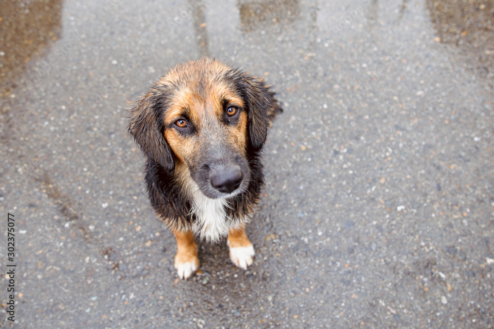 Sad Dog In The Rain