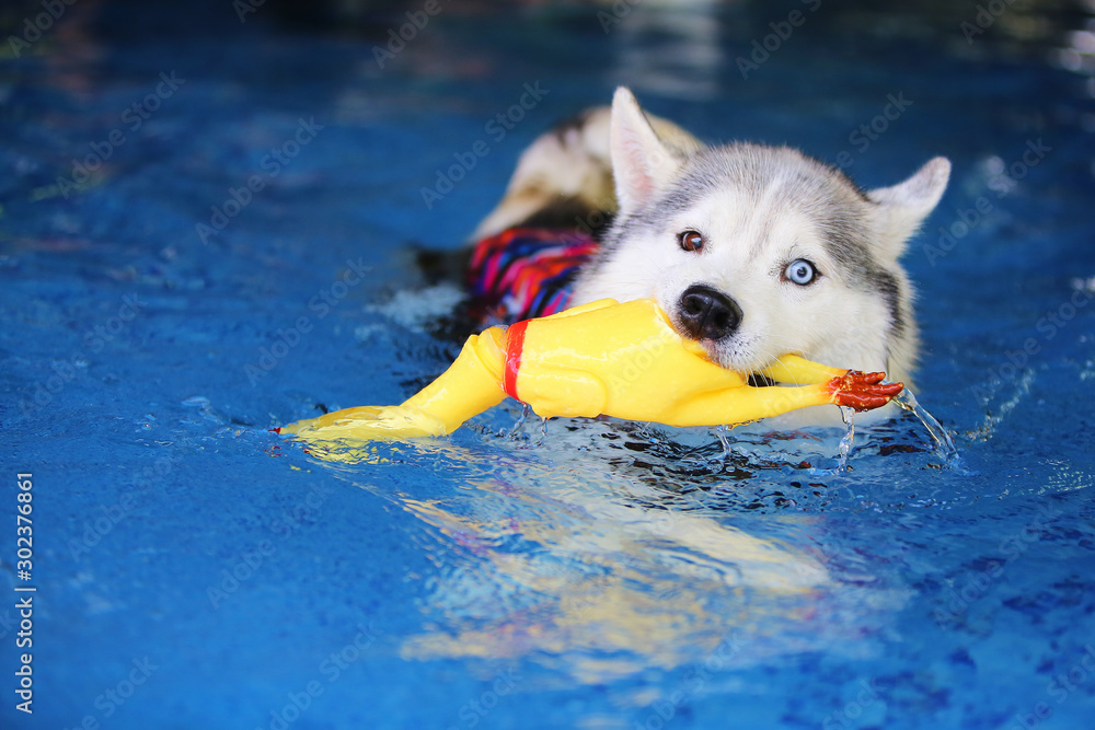 Are Huskies Good Swimmers