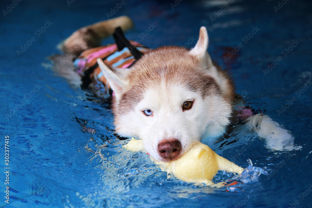 Are Huskies Swimmers