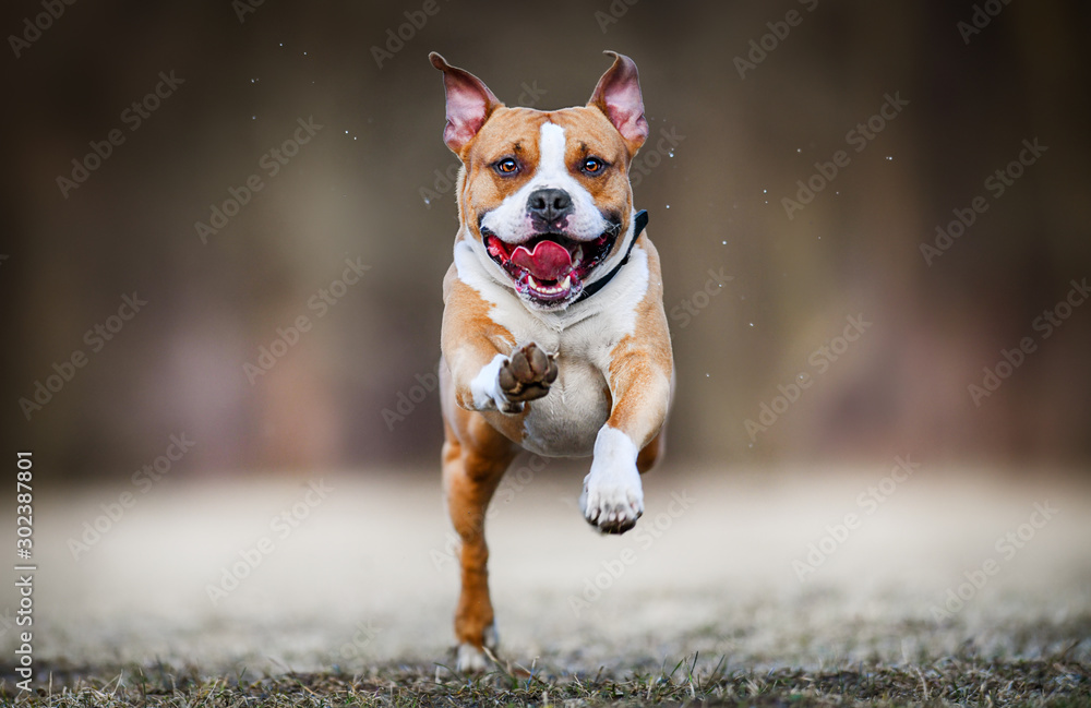 How High Can Terriers Jump