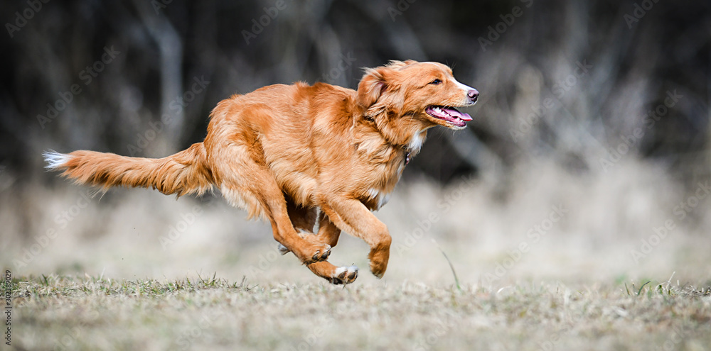 Puppy Running Fast