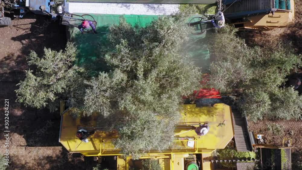 Olive Tree Shaker Harvester operation supported by four Pole beating ...