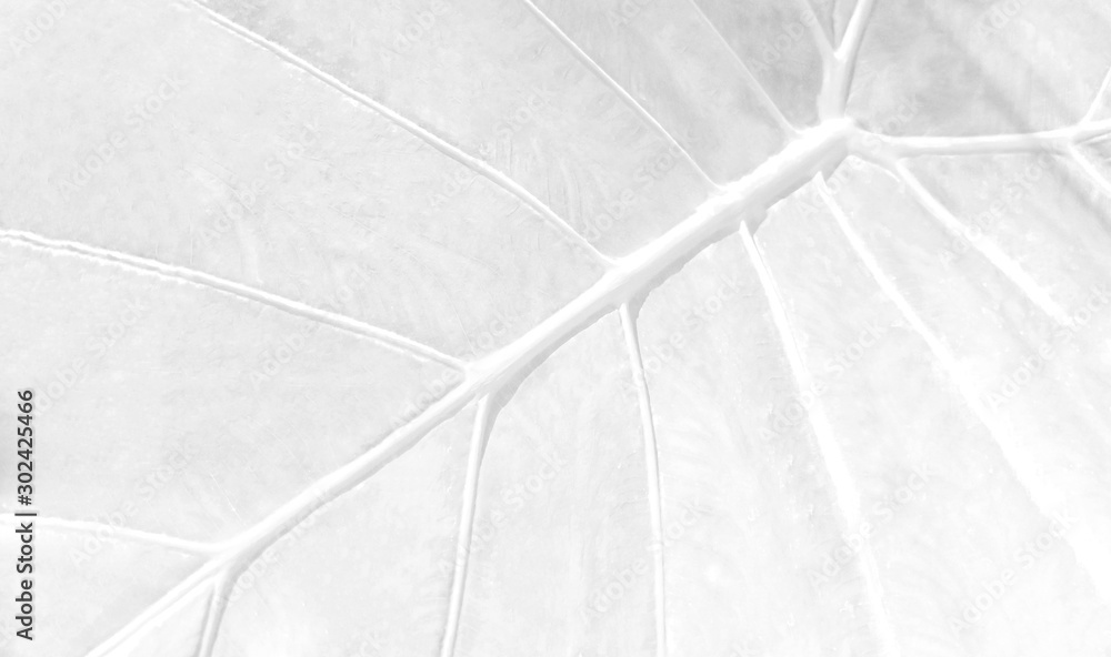 Closeup of white leaf abstract texture background Stock Photo | Adobe Stock