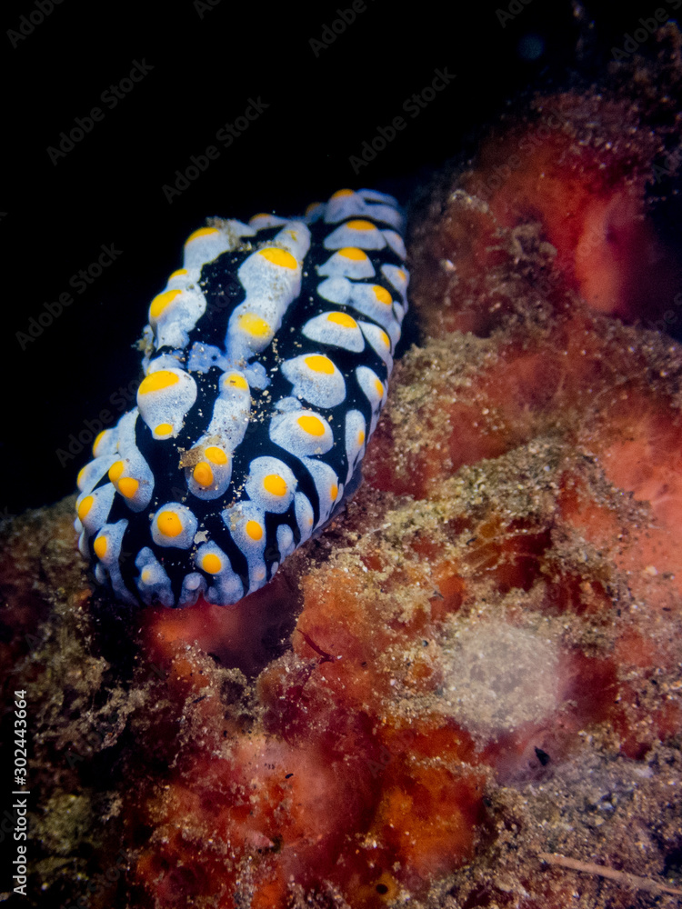 Nudibranch (Swollen Phyllidia, Phyllidia Varicosa) in Anilao, Batangas ...