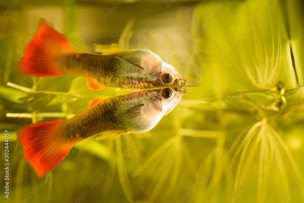 Female Guppy Poecilia reticulata colorful rainbow tropical aquarium ...