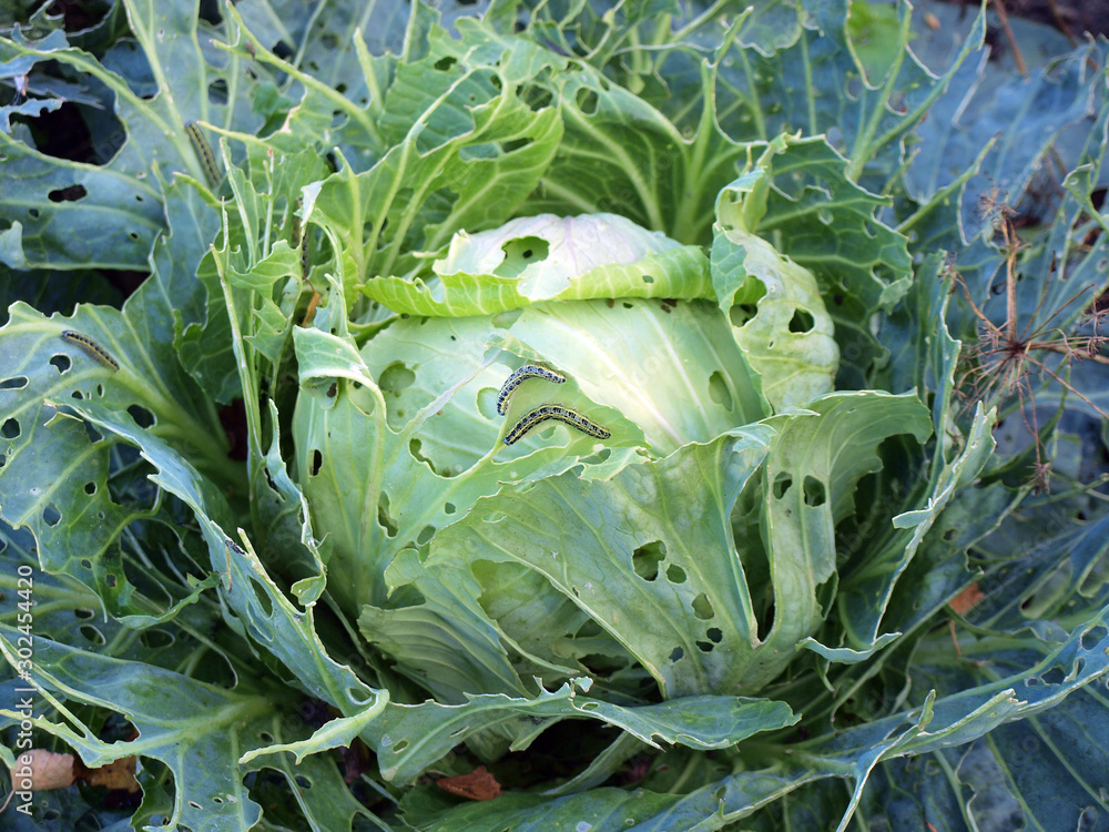 Cabbagehead pests Stock Photo | Adobe Stock