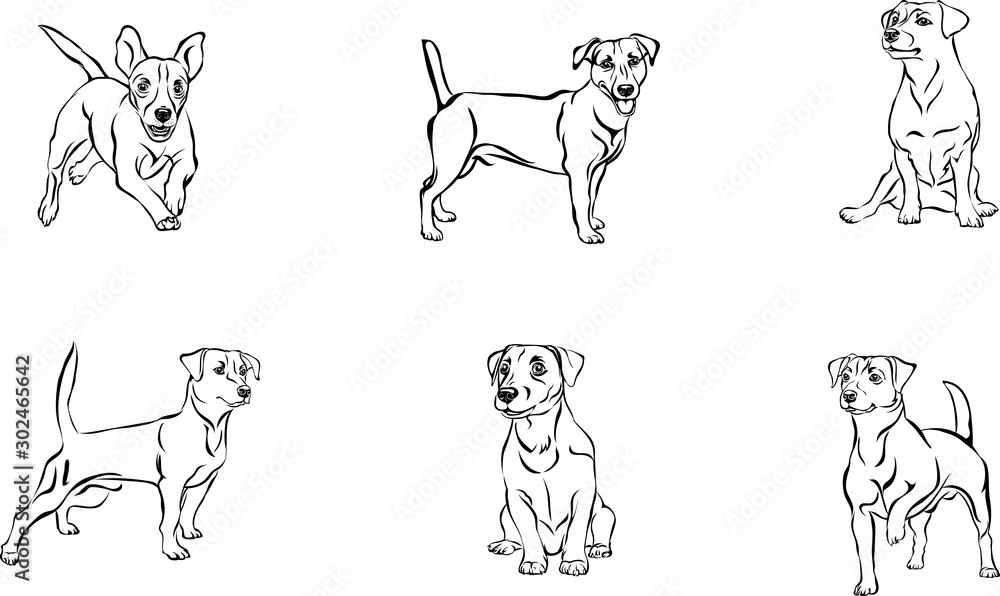 Jack Russell Terrier, dog, vector, black, silhouette, line, figure ...