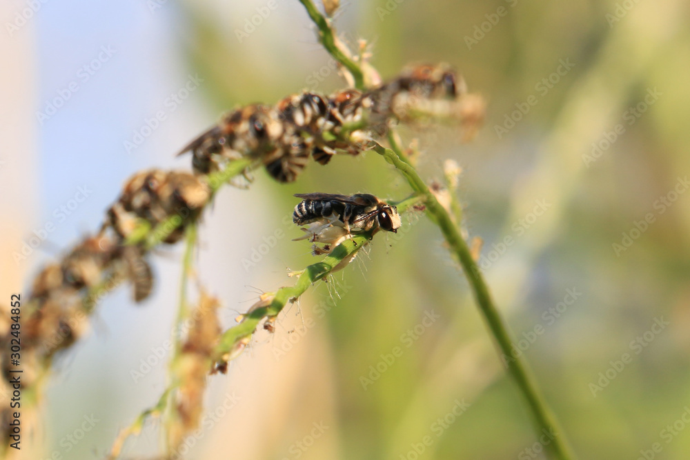 bee group of bees line on top in a very strength,strive way green field ...