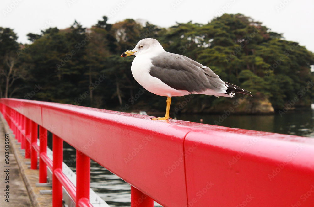 shooting trip portrait seagull bird soft white feather grey wing red ...