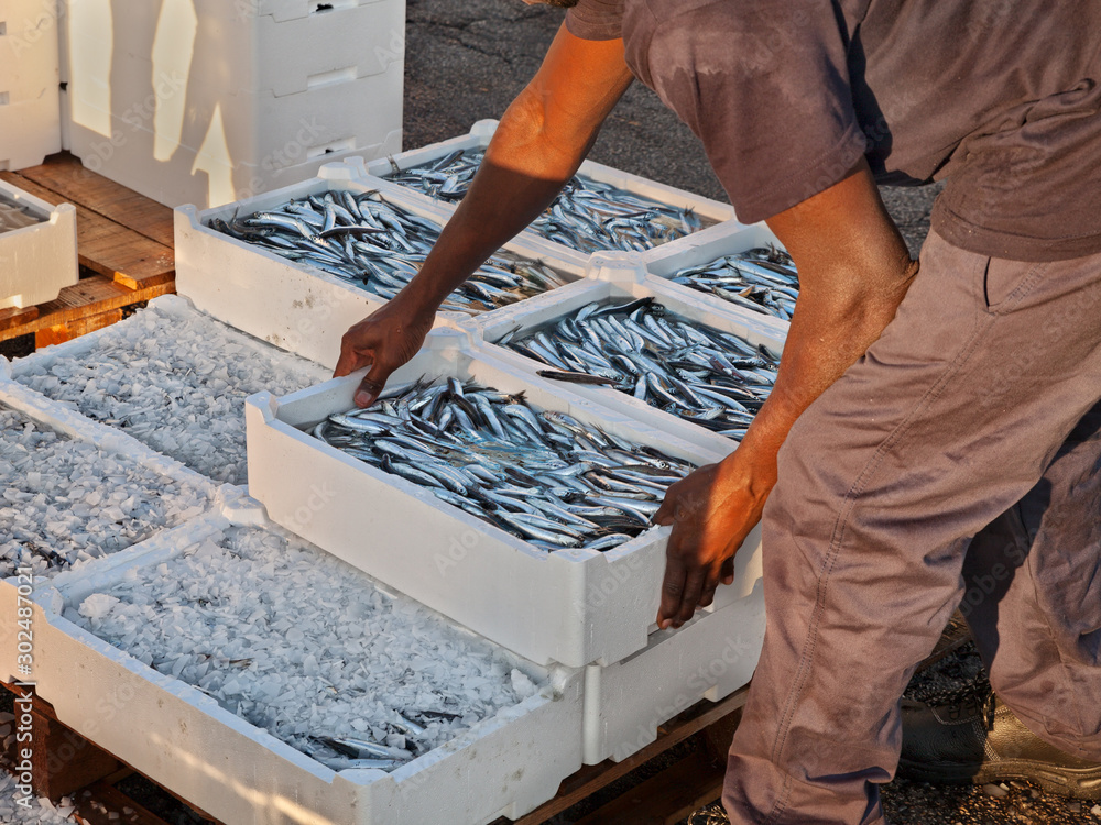 mediterranean anchovies, fisherman making stack of crates of oily fish ...