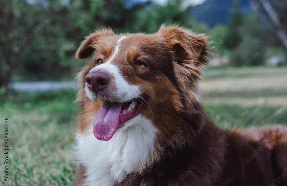 Brown Aussie Dog