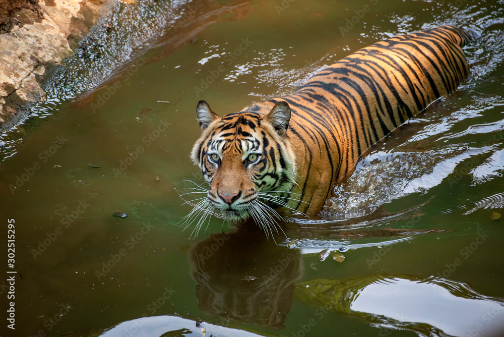 Sumatran Tigers Swimming