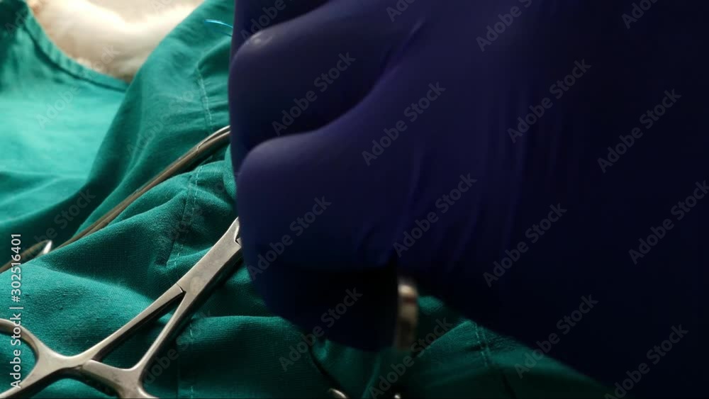 At the veterinary clinic, the vet surgeon performs the surgical suture ...