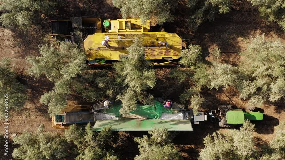 Vidéo Stock Olive Tree Shaker Harvester operation supported by four ...