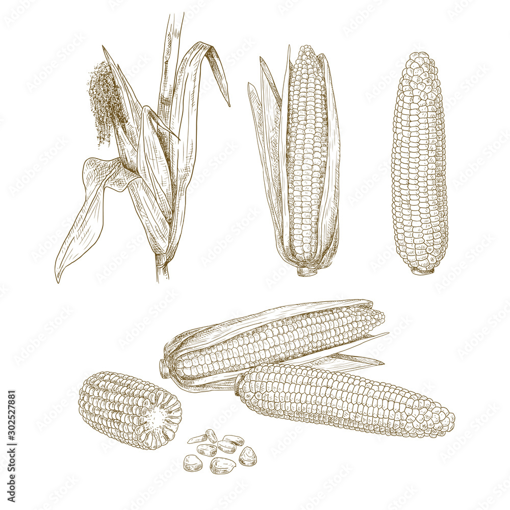 Hand drawn corn. Set sketches with maize plant, corn cob, leaves and ...