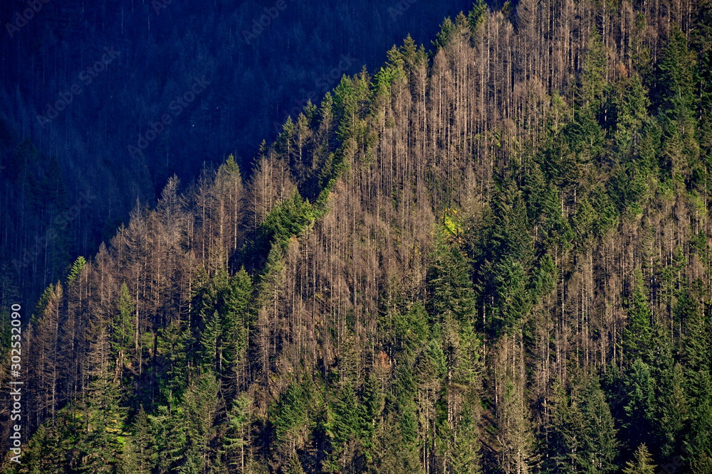 Bark beetle kills trees in Mt. Hood National Forest, Oregon. Trees ...