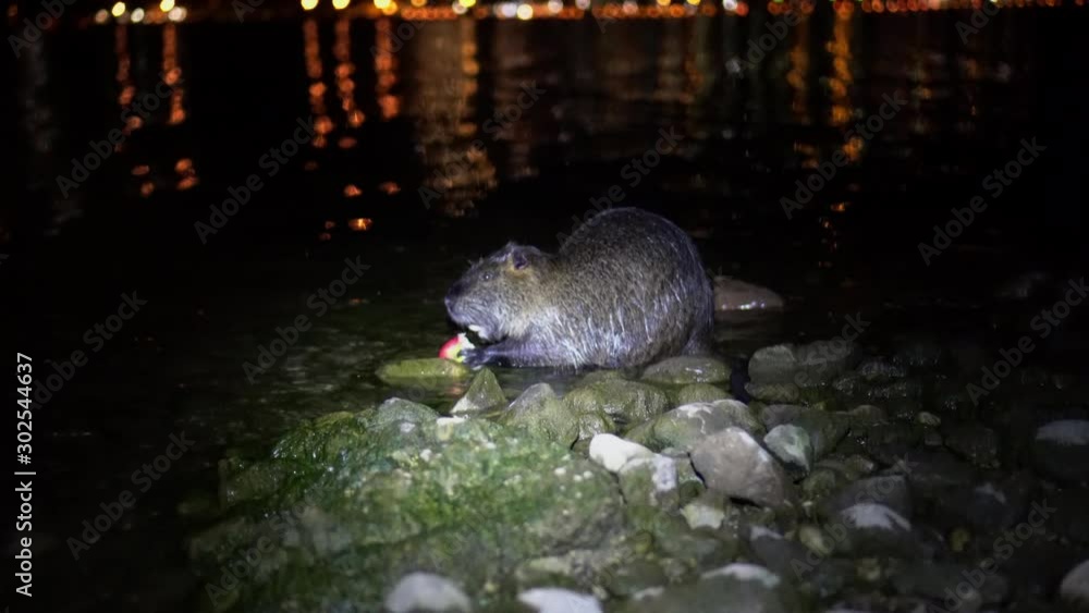 Nutria And Apple. Funny ugly nutria, Myocastor coypus, big rodent ...