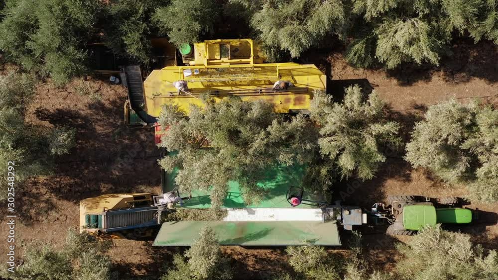 Vidéo Stock Olive Tree Shaker Harvester operation supported by four ...