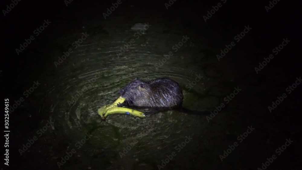 Nutria And banana. Funny ugly nutria, Myocastor coypus, big rodent ...