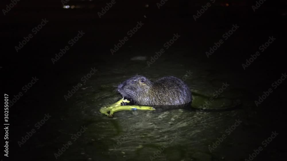 Nutria And banana. Funny ugly nutria, Myocastor coypus, big rodent ...