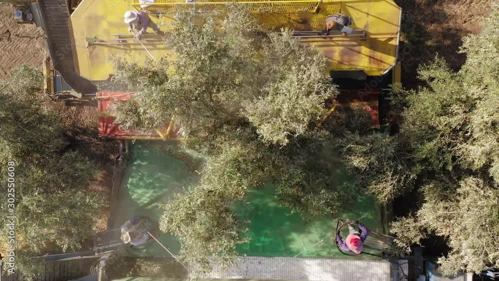 Vidéo Stock Olive Tree Shaker Harvester operation supported by four ...