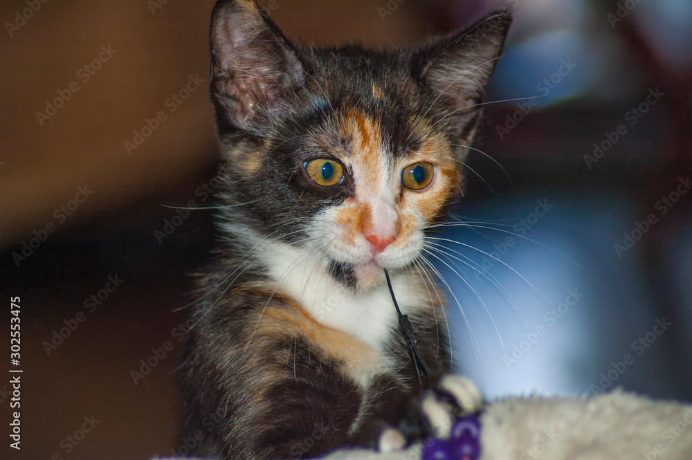 Black And Orange Calico Cat