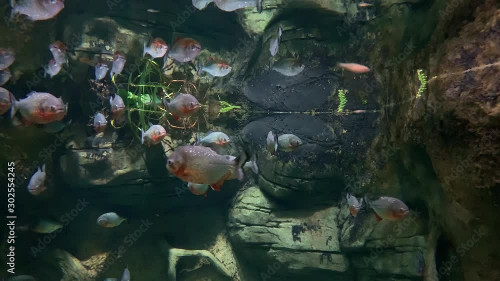 Many red-bellied piranhas, school of dangerous predators of amazon also ...