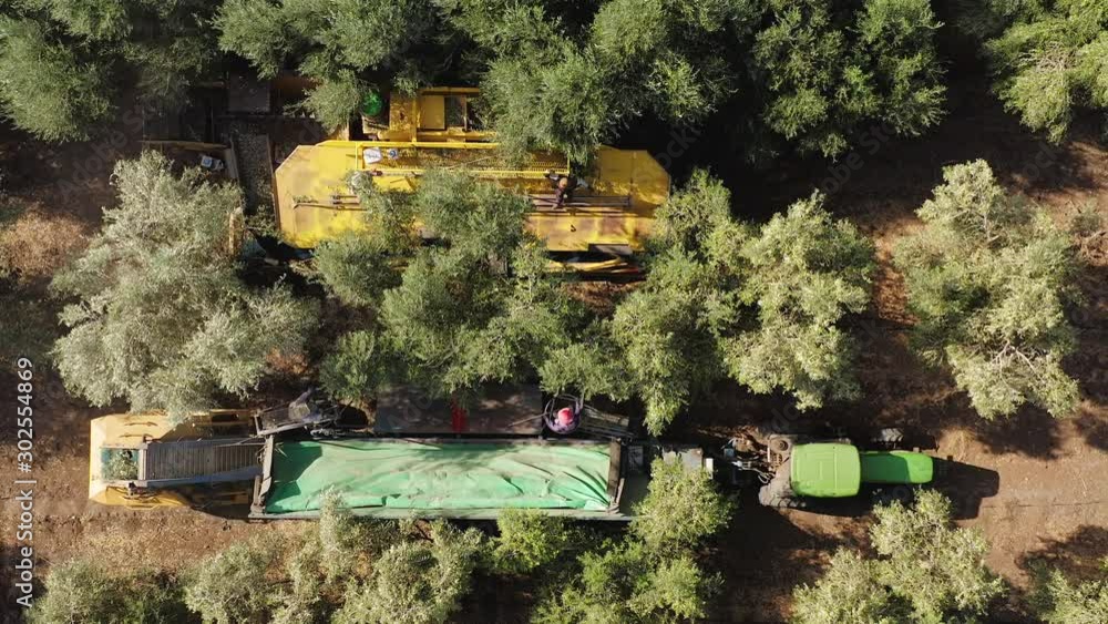 Olive Tree Shaker Harvester operation supported by four Pole beating ...