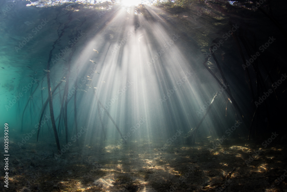 Bright beams of sunlight pierce the underwater shadows of a mangrove ...