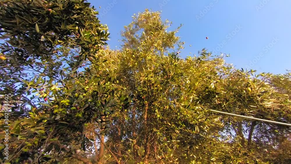 Olive Tree Shaker Harvester operation supported by Pole beating workers ...