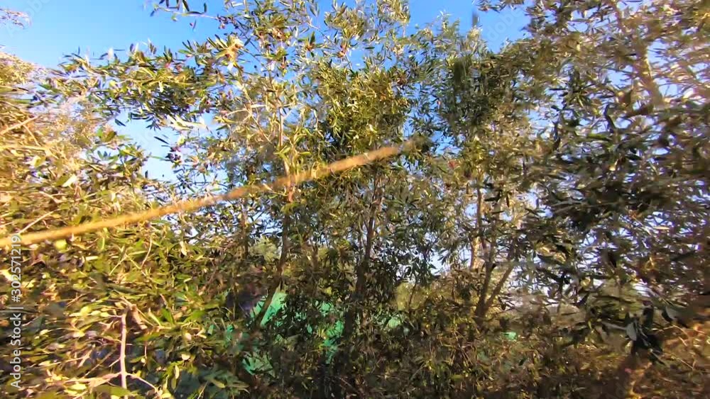 Olive Tree Shaker Harvester operation supported by Pole beating workers ...
