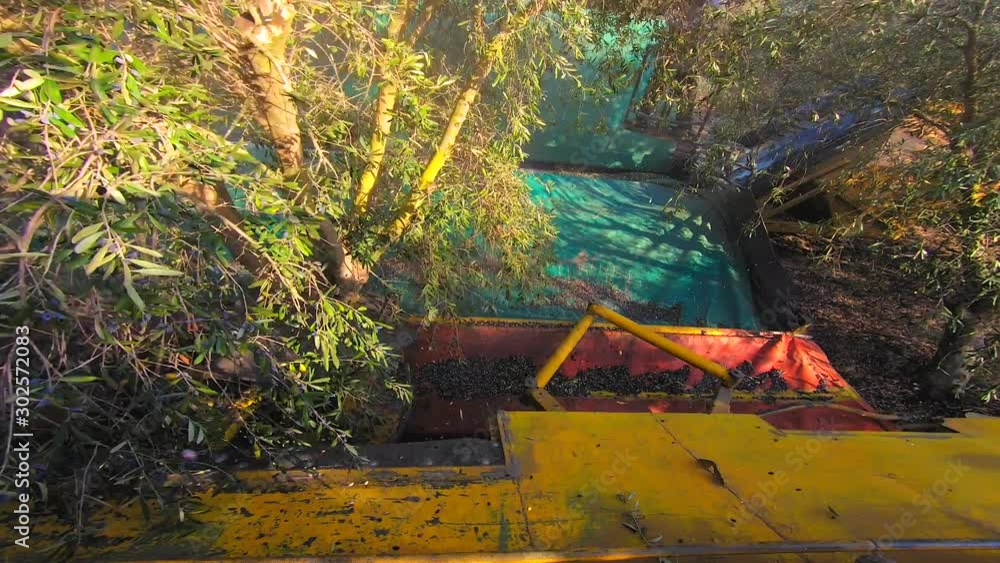 Olive Tree Shaker Harvester operation supported by Pole beating workers ...