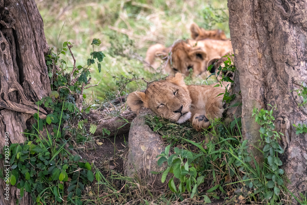 Lion Cubs Sleeping