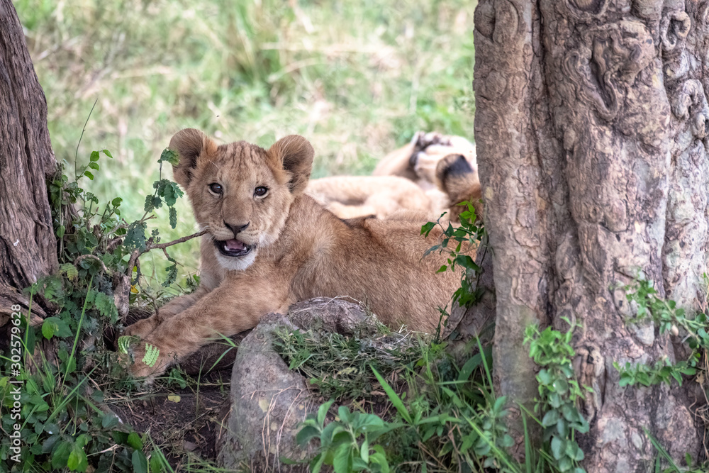 Adorable young lion cub sitting between two trees, chewing on a twig ...