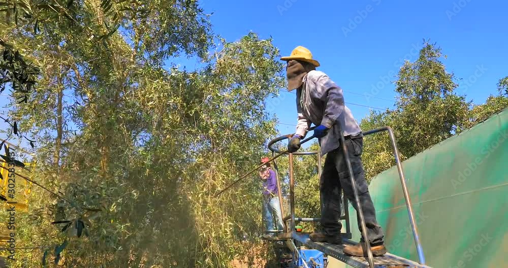 Olive Tree Shaker Harvester operation supported by four Pole beating ...