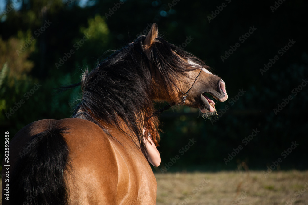 Amazing chestnut (brown with black mane) cart horse stallion posing ...