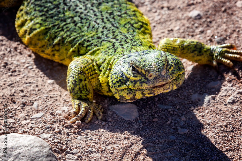 Sahara Desert Lizards