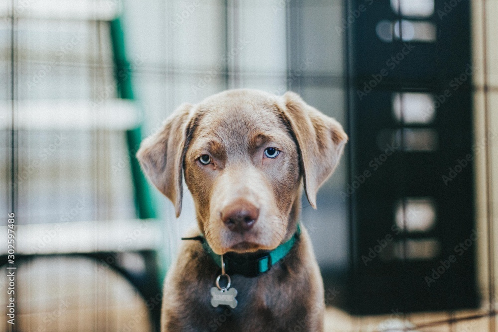 Cute Silver Lab Puppy