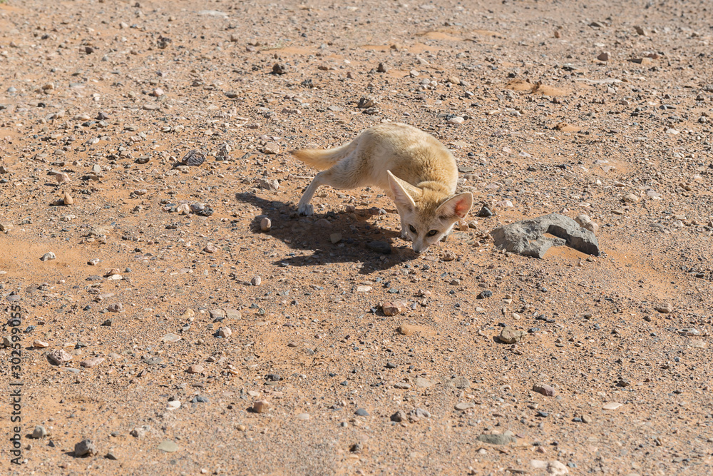 Fennec fox in the Sahara desert, Morocco. Stock Photo | Adobe Stock