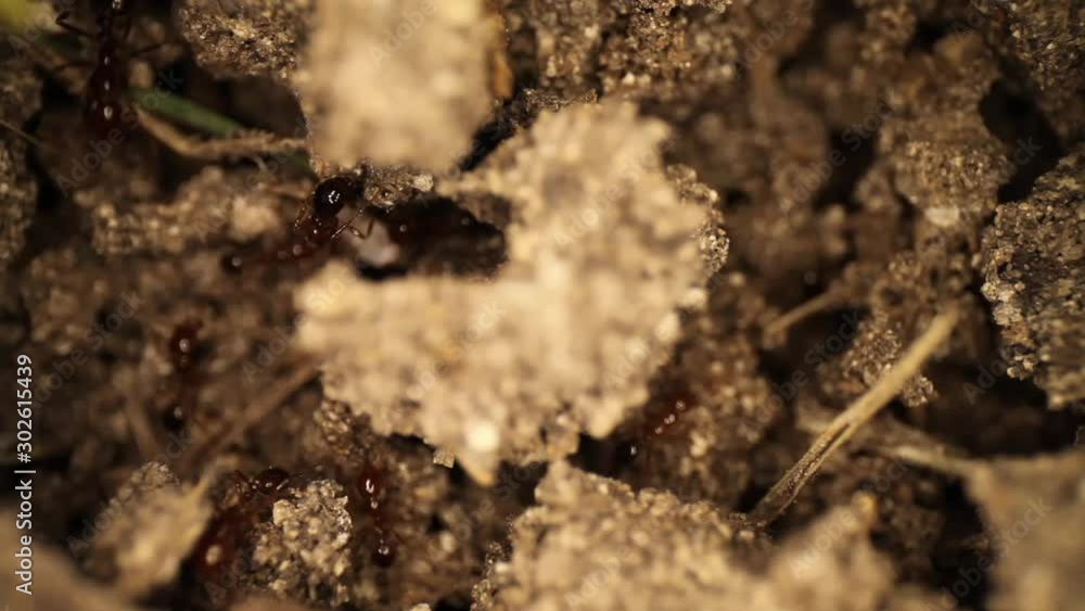Panning across the top of a disturbed fire ant mound.High magnification ...