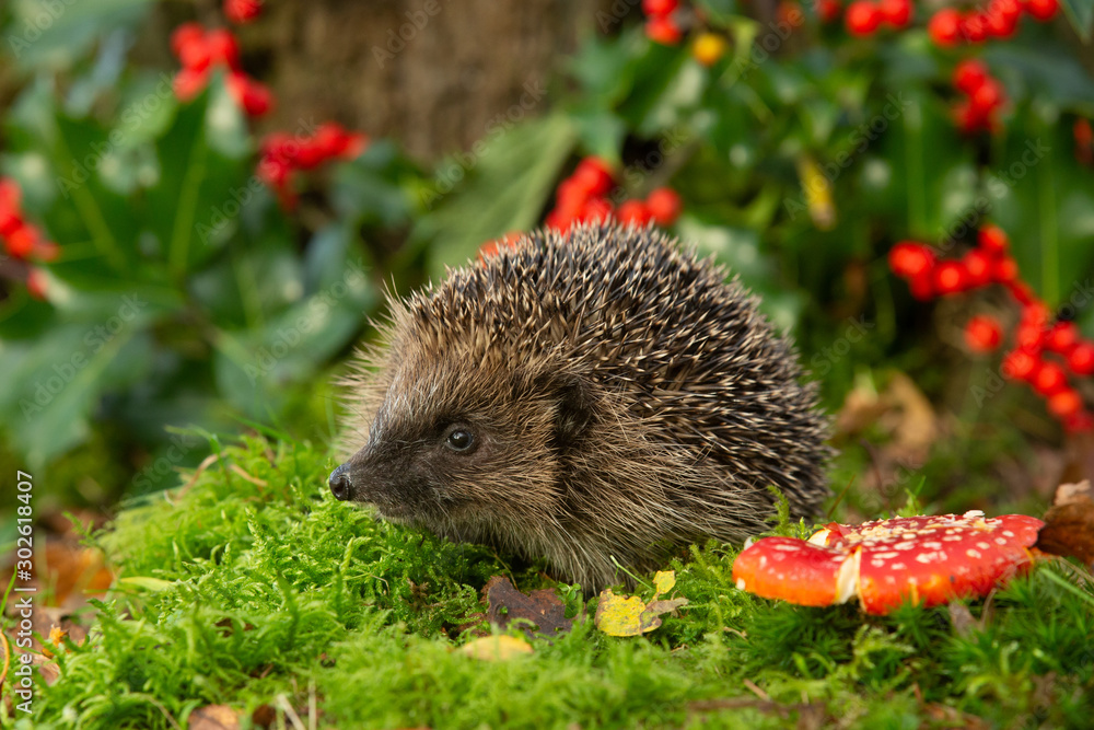 Hedgehog, wild, native, European hedgehog, at dusk. Facing left in ...