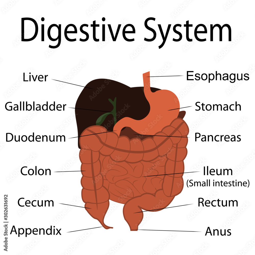 Digestive system in human body vector infographics chart with organ ...